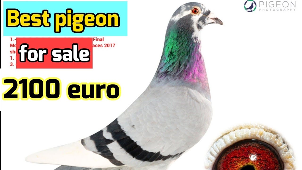 racing pigeon auction: Daughter Prince Porsche x Gloria II The Ultimate ...