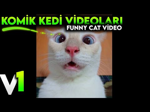 Komik Kedi Videoları Funny Cat Video 2021 V1