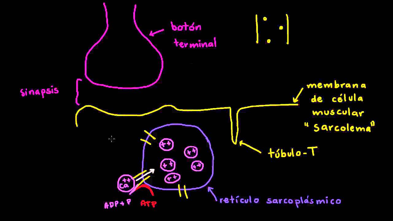 Papel del retículo sarcoplásmico en las células musculares | Biología ...