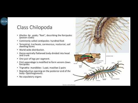 Class Chilopoda and Class Diplopoda(Phylum Arthropoda) description in ...