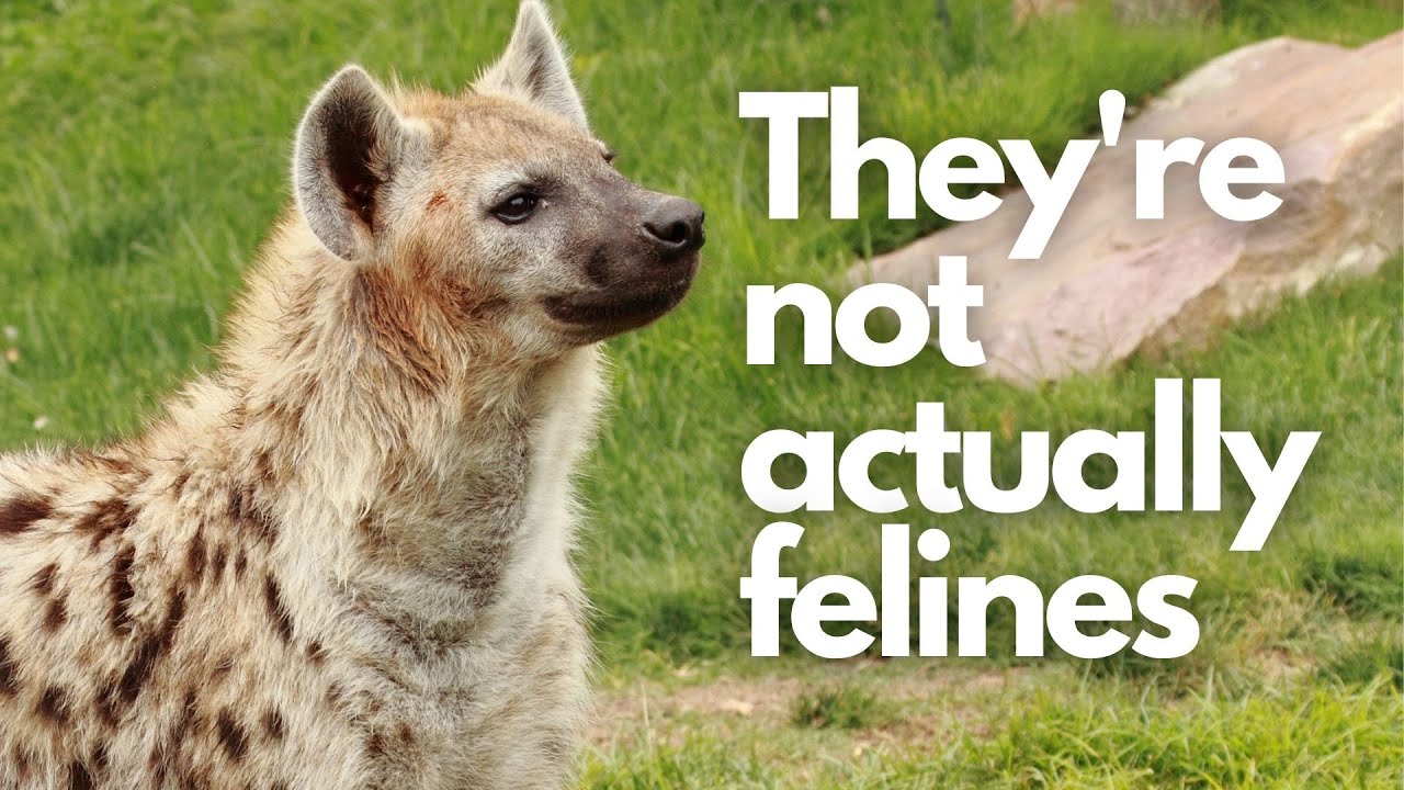 7 Interesting Facts About Hyenas - YouTube