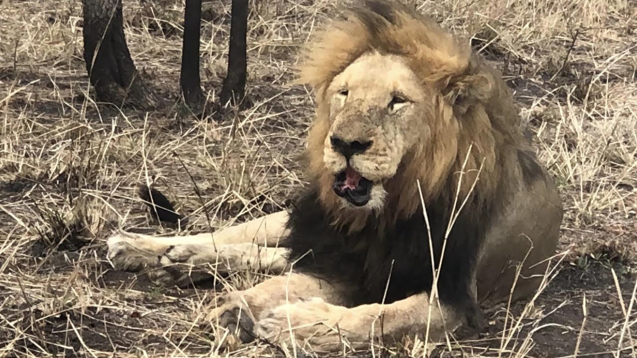 Notorious Mbiri Male Lion Sighting not far from Tintswalo | 5 August ...