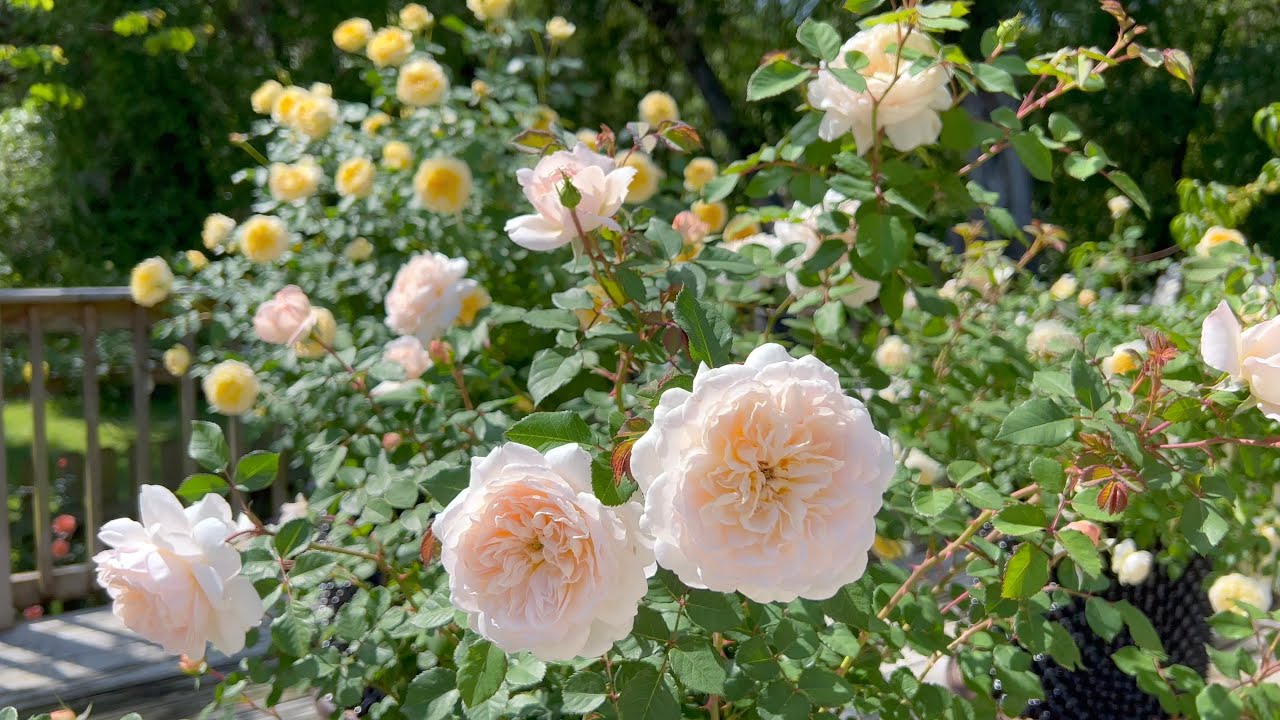 Crocus Rose - 2nd Year - YouTube