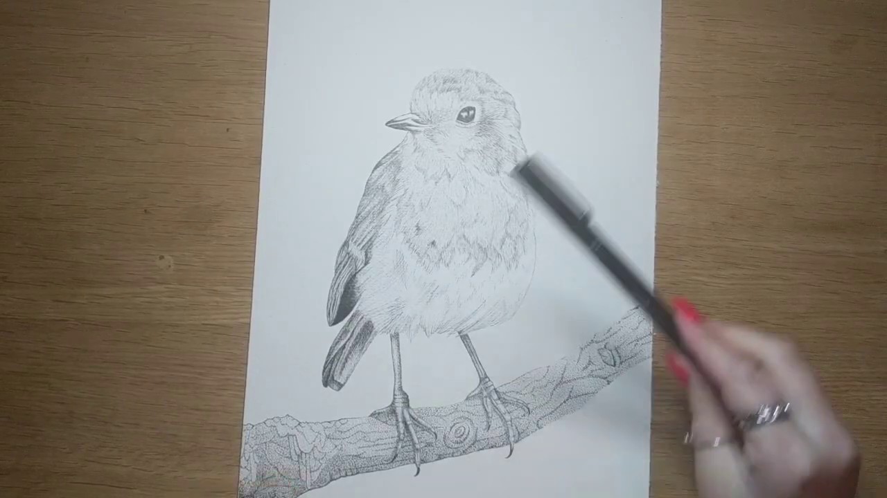 Timelapse Drawing- Robin/ Pen and Ink - YouTube