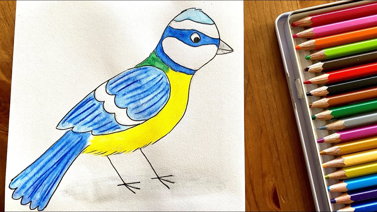 How to draw a blue tit bird - YouTube