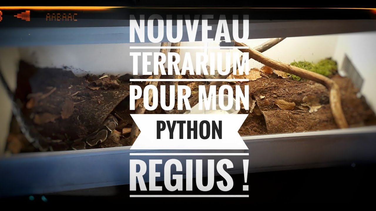 Aménagement d'un terrarium pour Python Regius - YouTube
