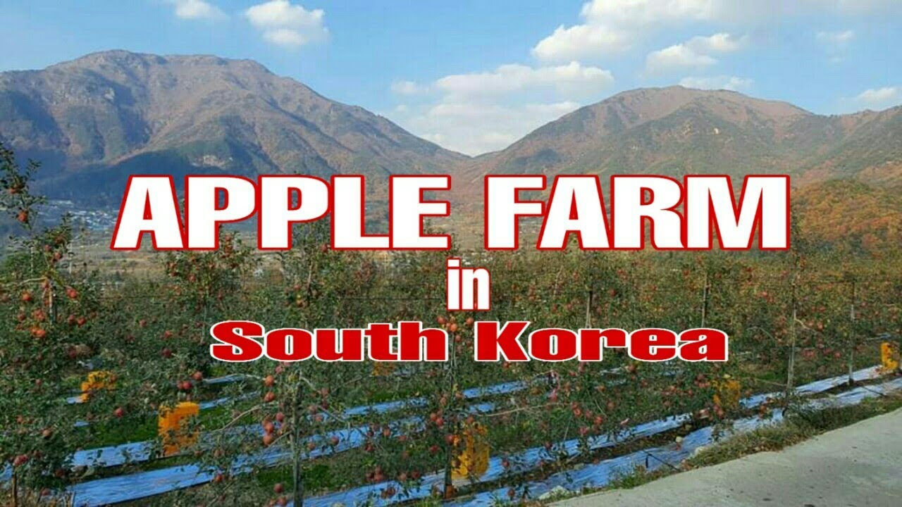 APPLE🍎FARM ||WEEKEND PART TIME ||SOUTH KOREA - YouTube