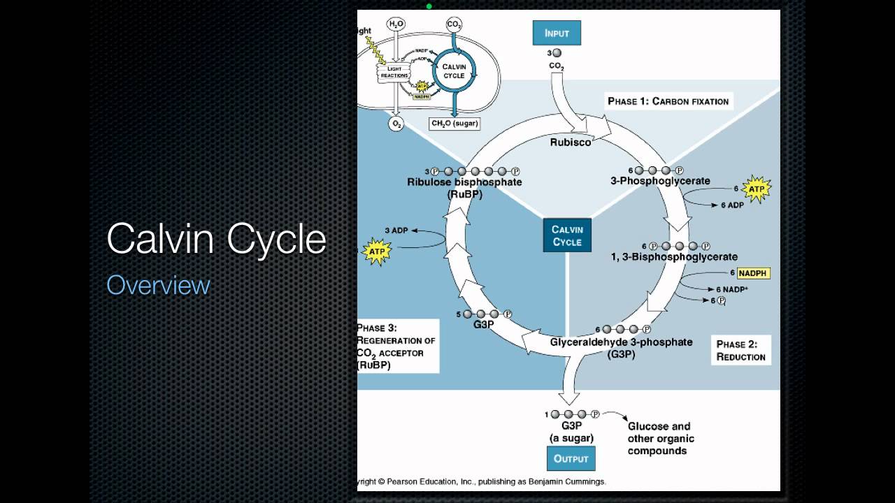 Calvin Cycle - YouTube