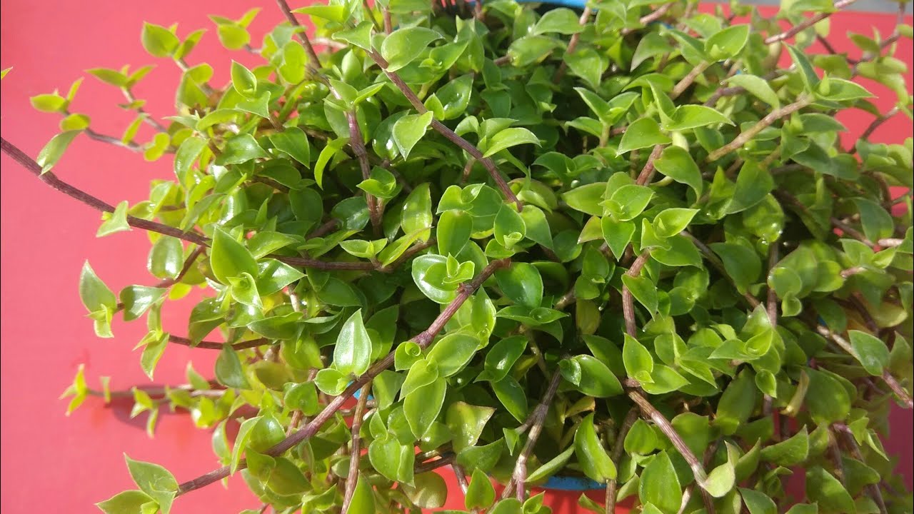 How to care turtle vine plant and propagation... Full information ...