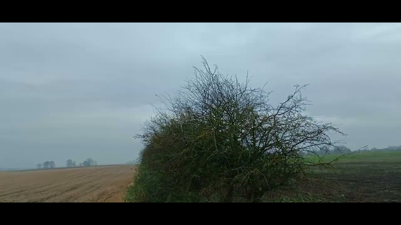 FieldFare Birds Thrush Flock - YouTube