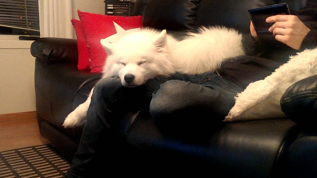 Bonnie the Samoyed - Sleeping to classical music - YouTube
