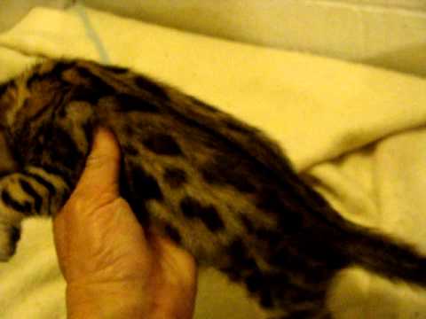 Lottie Male 1 at about 8 Weeks of Age - YouTube