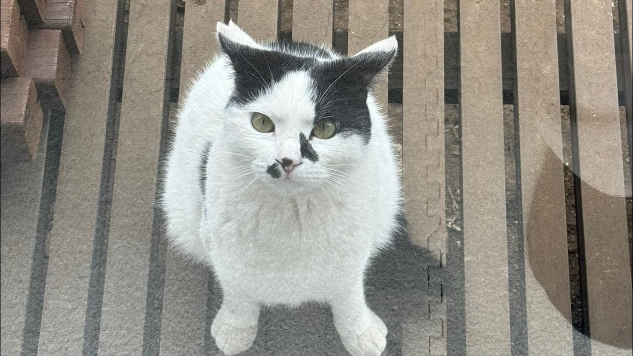 地域猫として可愛がられていたマール君が幸せを掴むまで＆ついにあの子が‥！！ Until Marl, a stray cat, is happy ...