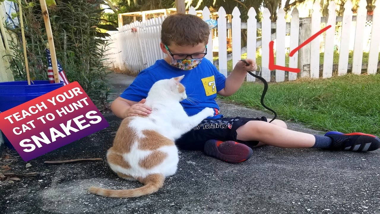 Teach Your Farm Cat To Hunt Snakes - YouTube