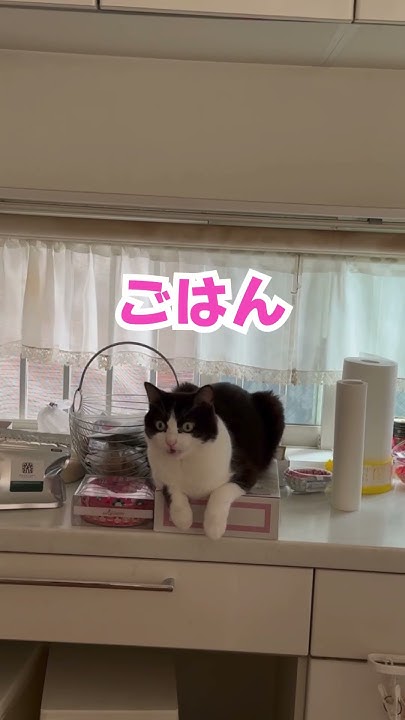 ごはん～とおしゃべりする猫#shorts #しゃべる猫 #ねこ#cat #猫のいる暮らし#ごはん #おしゃべり - YouTube