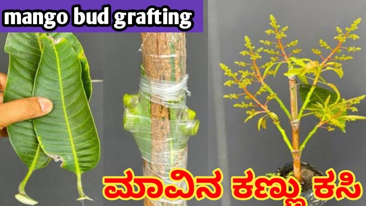 ಮಾವಿನ ಗಿಡದ ಸುಲಭ ಕಣ್ಣು ಕಸಿ | Easy way of Mango bud grafting #farming # ...