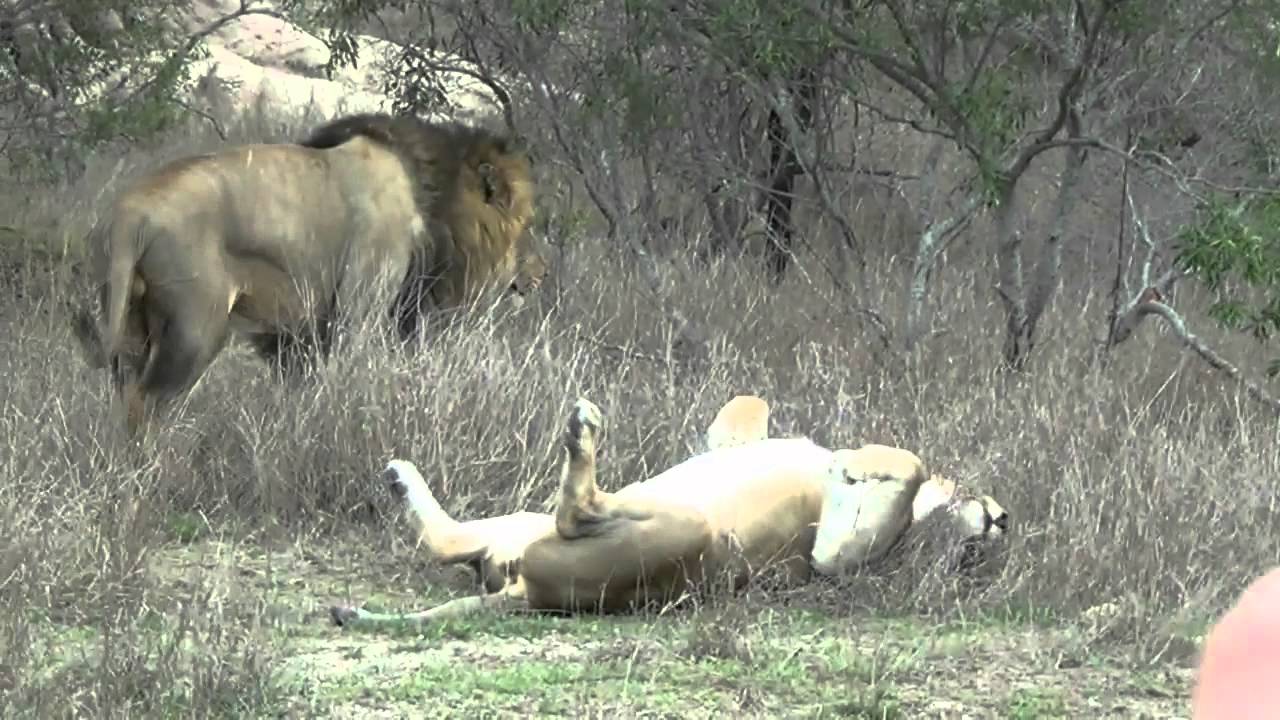 We see two lions mating during our Shumbalala game drive safari - YouTube