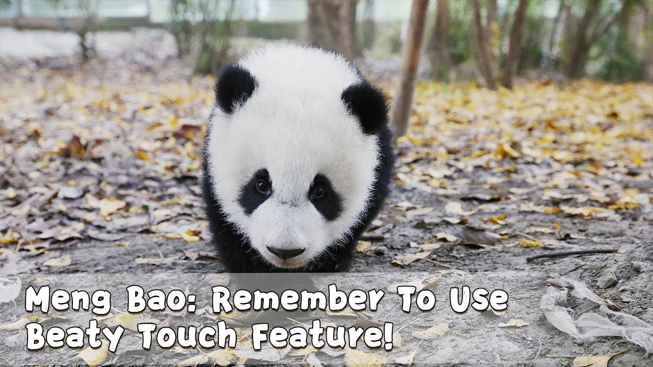 Meng Bao: Remember To Use Beaty Touch Feature! | iPanda - YouTube