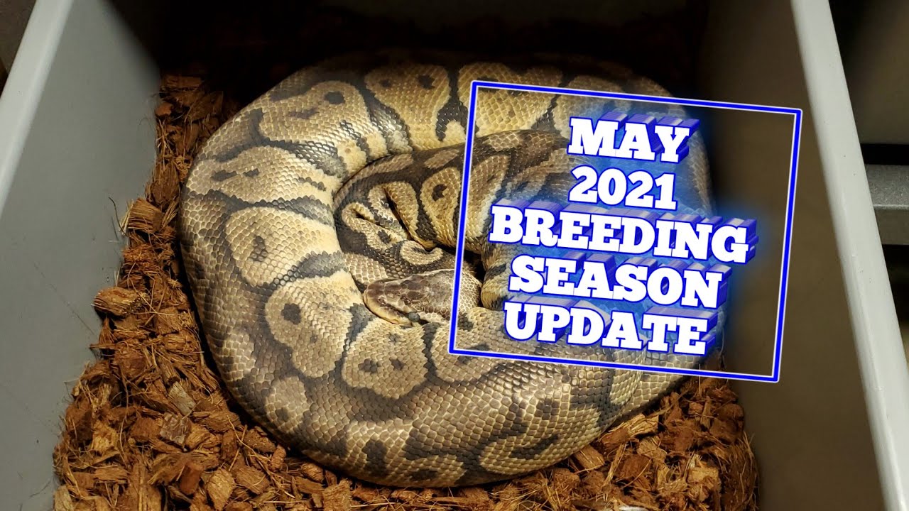 MAY 2021 BREEDING SEASON UPDATE - YouTube