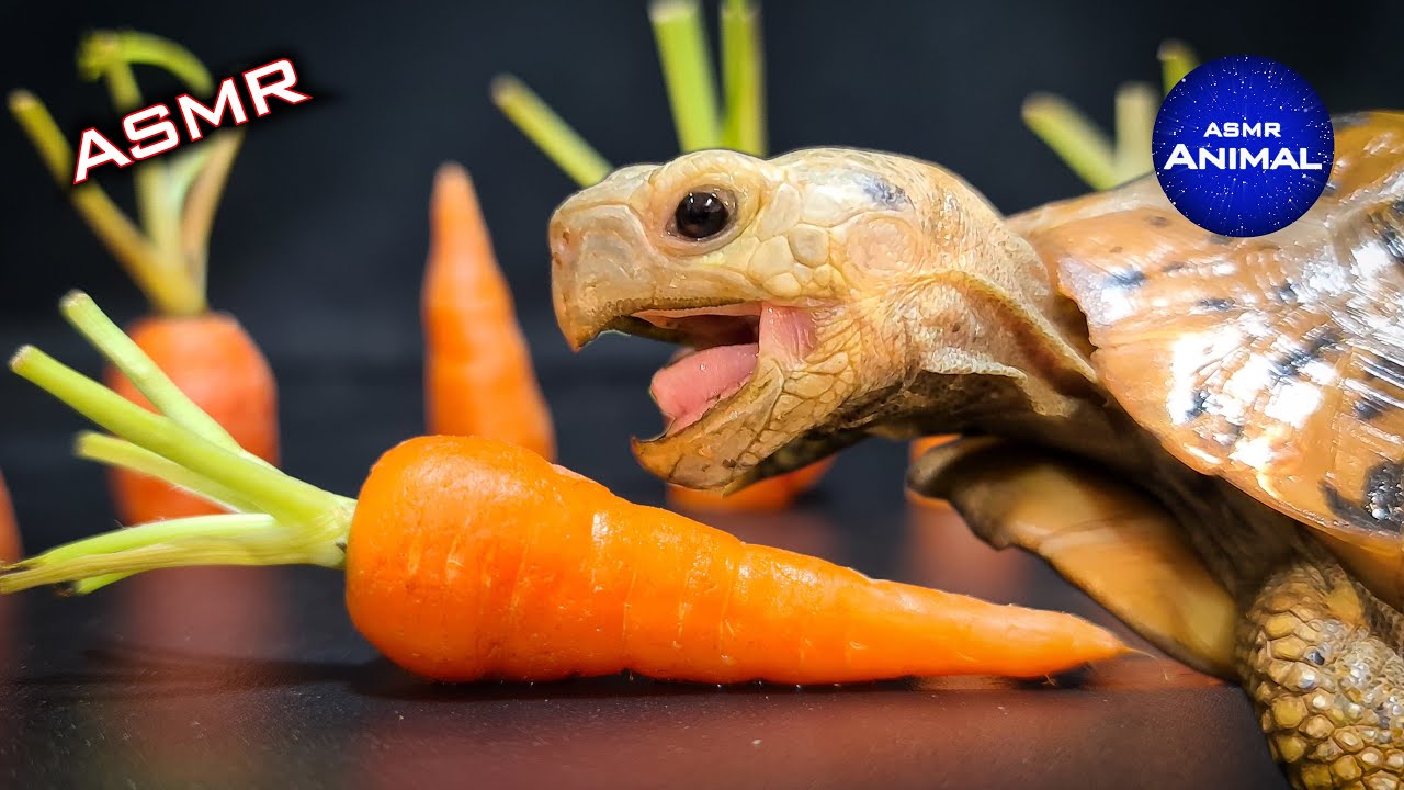 ASMR EATING CARROT MUKBANG 🥕 Turtle Tortoise 124 - YouTube