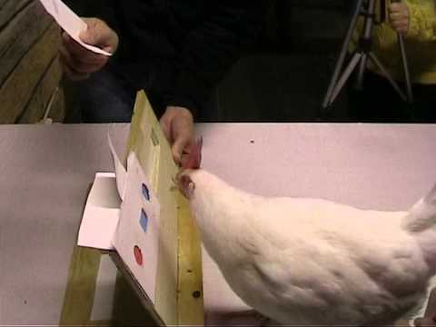 Match to sample - Chicken training - YouTube