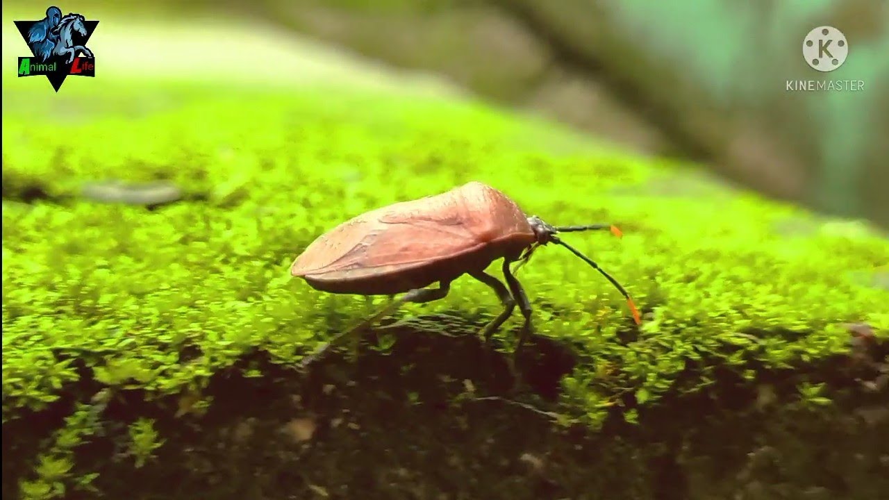 Gandhi poka (গান্ধী পোকা) Dangerous Poka. Animal Life - YouTube