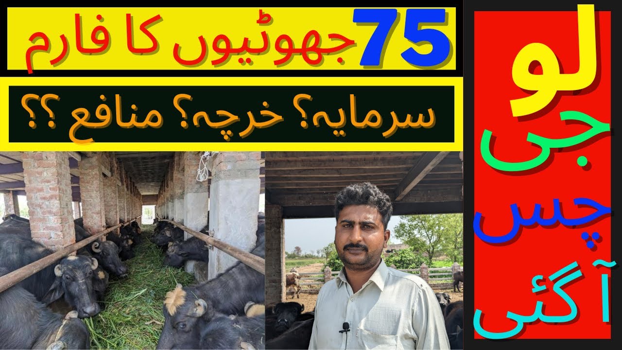 Buffalo farming in Pakistan || Neli Ravi buffalo in Pakistan || Dairy ...