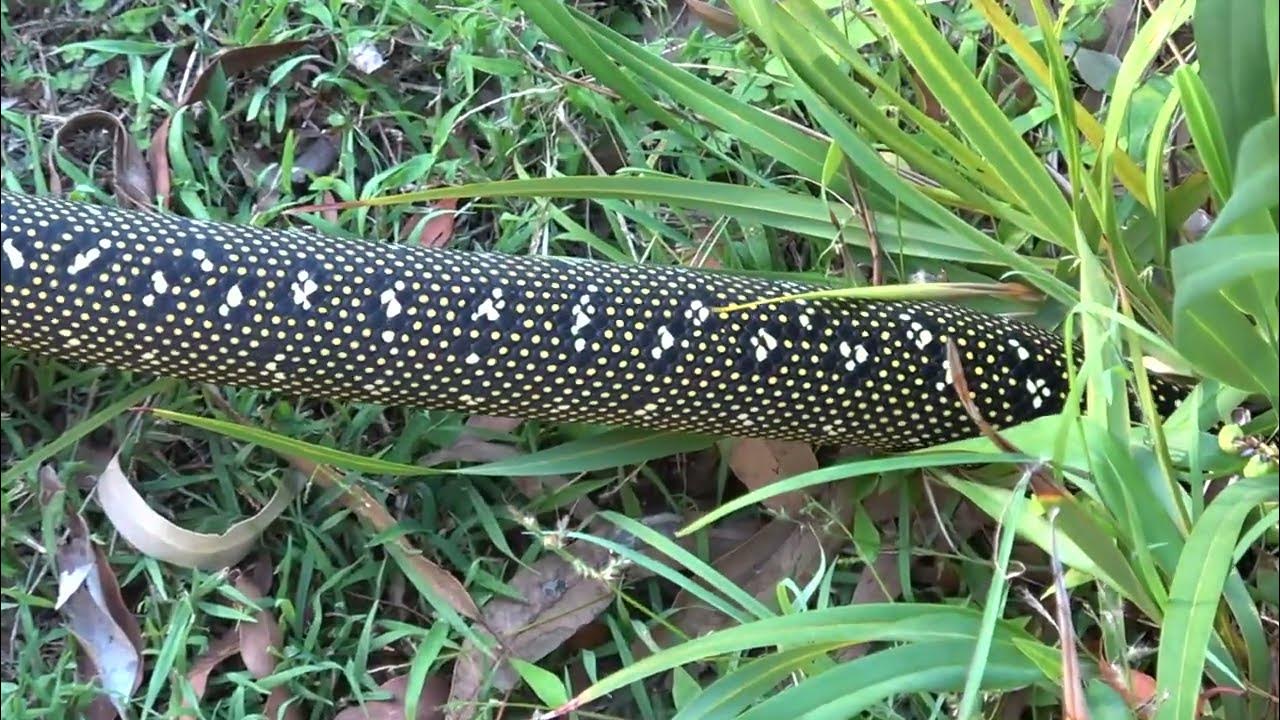 DIAMOND PYTHON - Morelia spilota spilota - YouTube