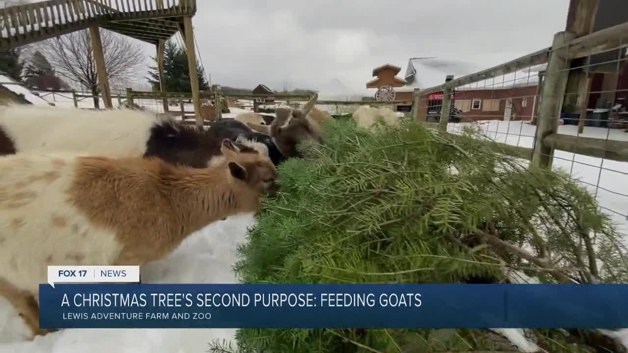 Goats Want to Eat Your Christmas Tree - YouTube