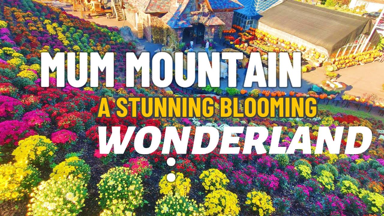 Climbing Mum Mountain - YouTube