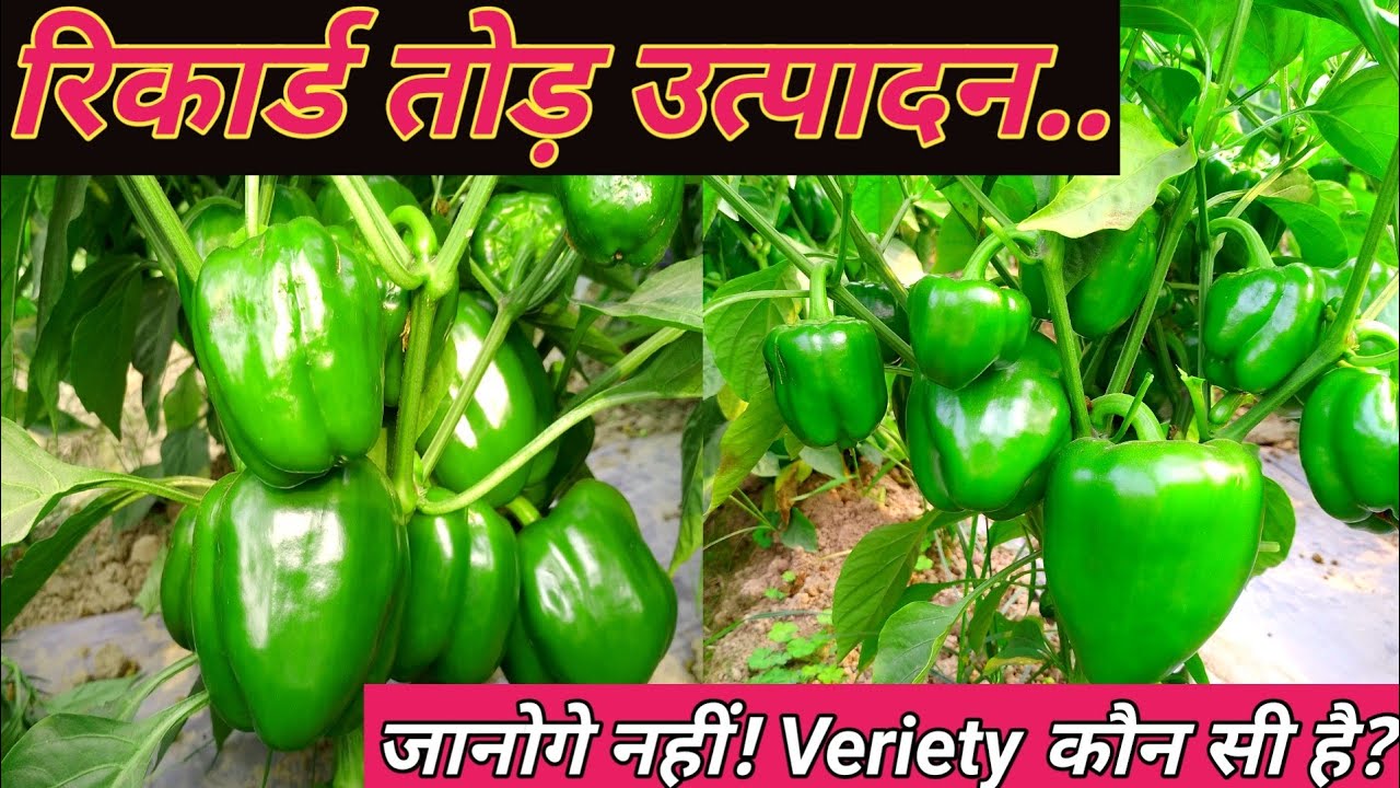 Shimla Mirch Ki Top Veriety Shimla Mirch Ki Kheti shimla-mirch-ki-top-veriety-shimla-mirch-ki-kheti