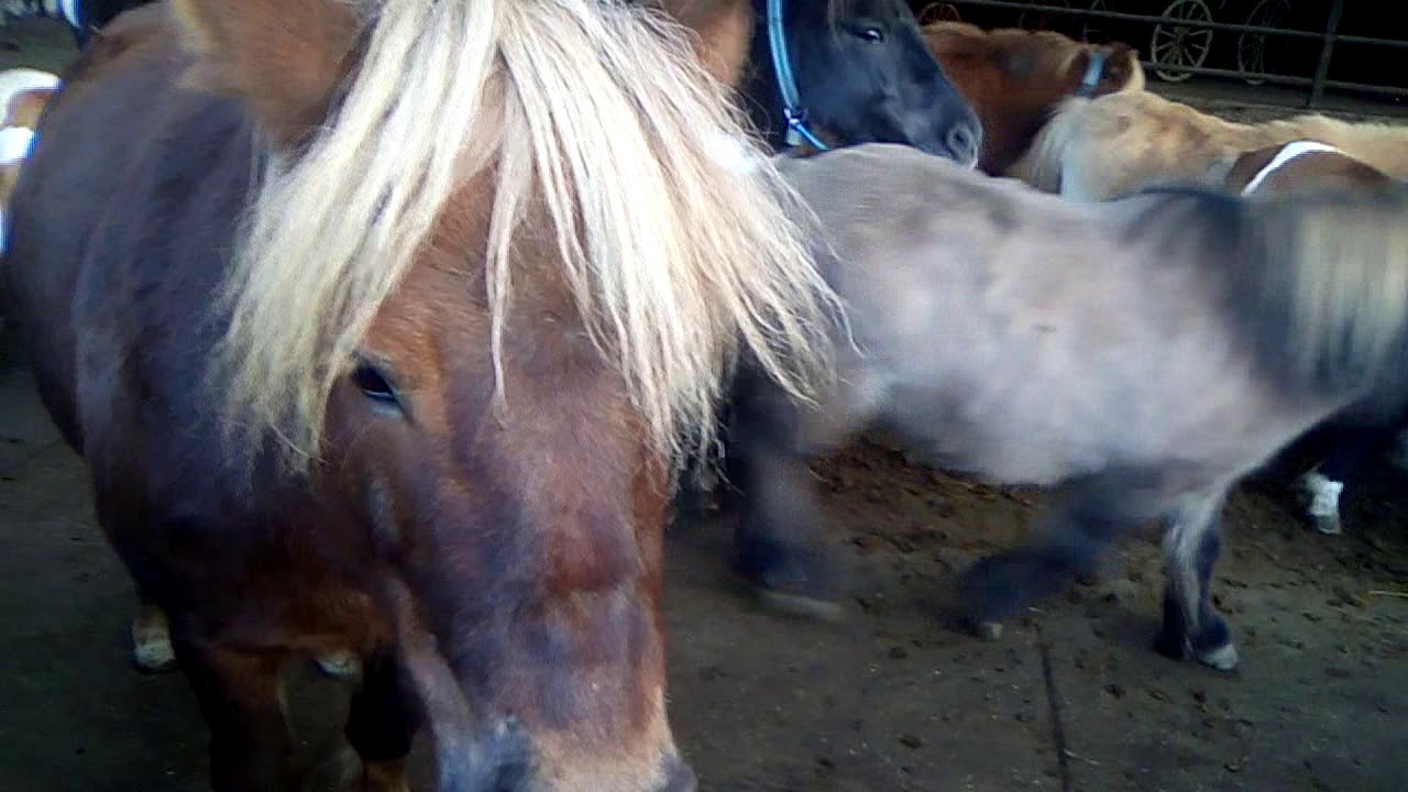 Pony park city alle pony's naar de Giant stable (inclusief Stefanie) ️ ...