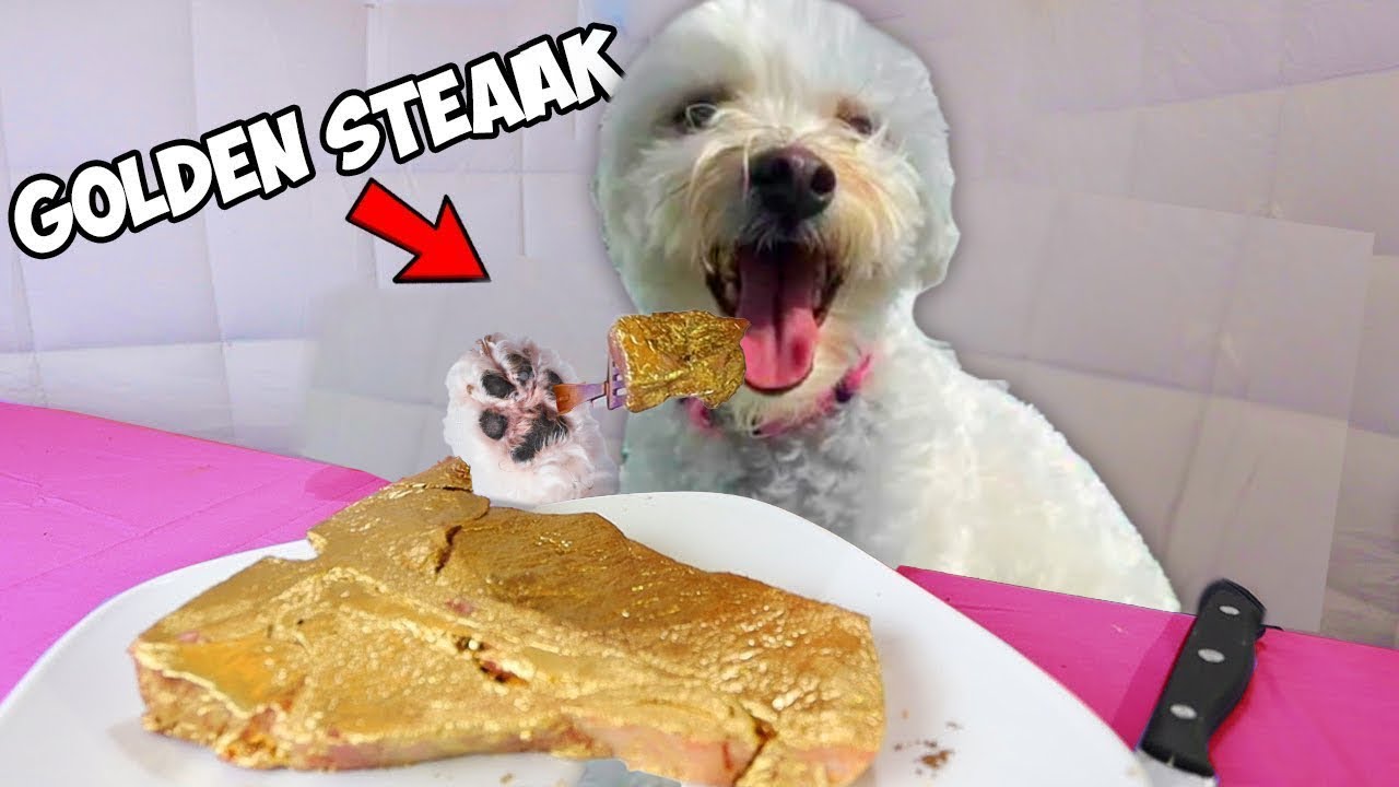 PUPPY EATS $10,000 STEAK!! - YouTube