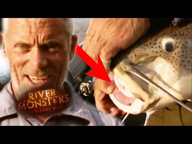 River Monsters Wolf Fish Teeth Predators: Hoplias, Wolves Of The Water