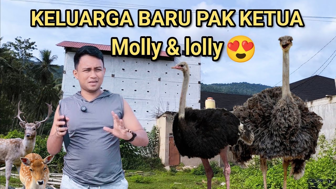 KELUARGA BARU PAK KETUA😁 MOLLY & LOLLY😍👍 - YouTube