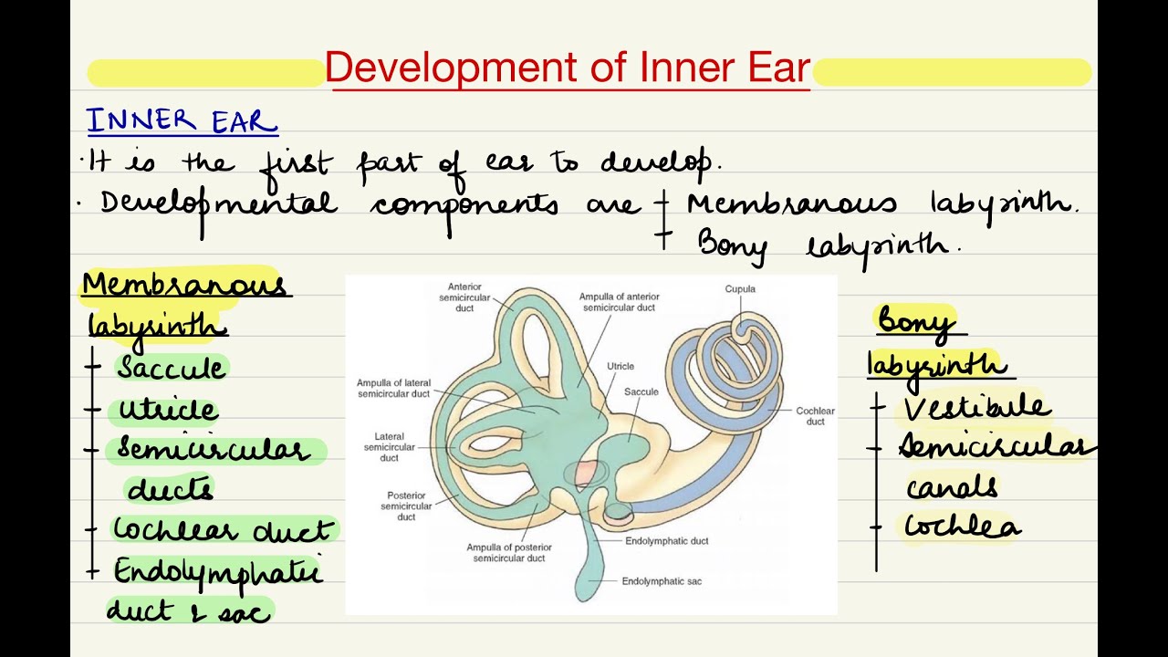 Development of Ear(Part-2)/Inner Ear/Embryology - YouTube