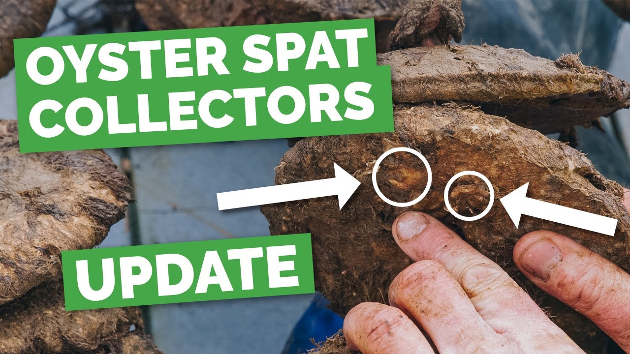 Oyster Spat Collectors Update - Seafood Innovation Fund - YouTube