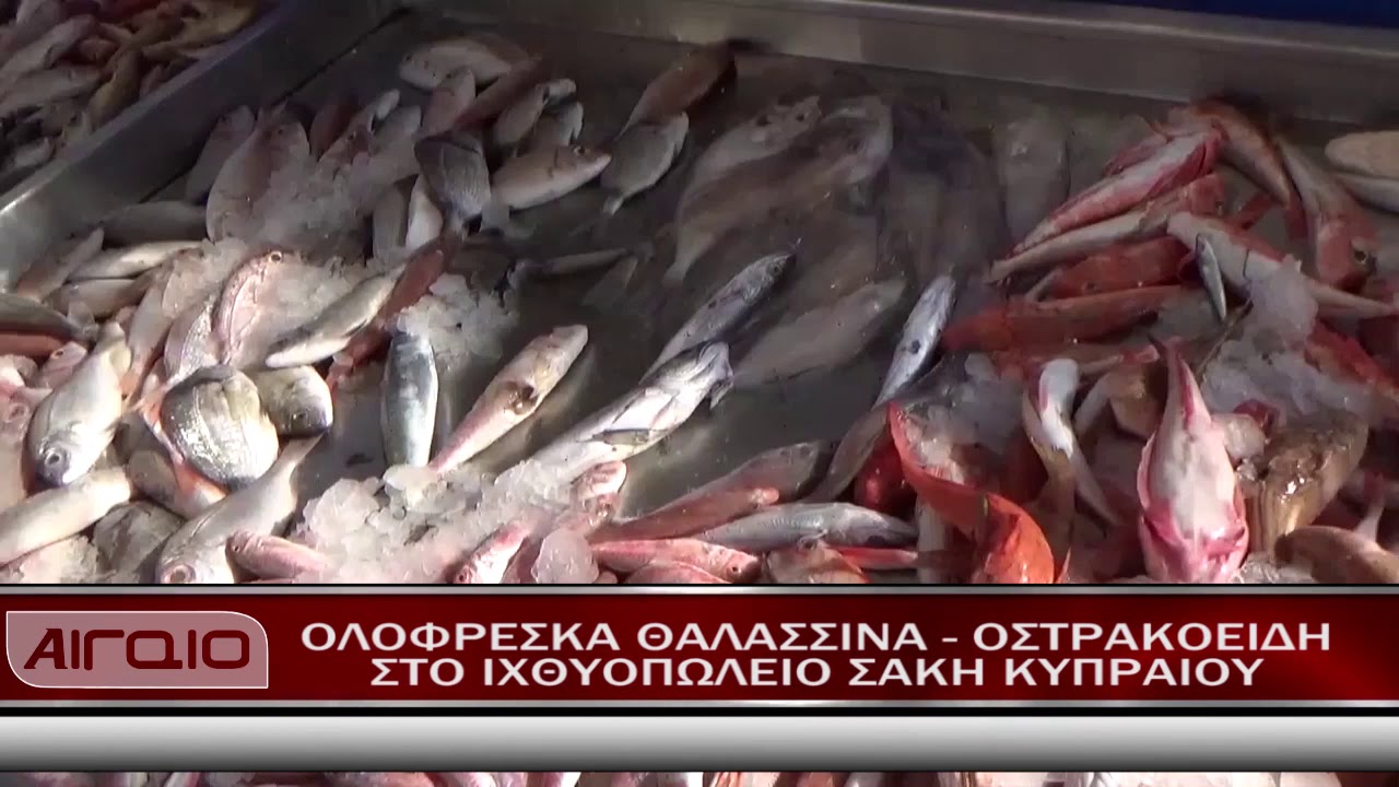 ΟΛΟΦΡΕΣΚΑ ΘΑΛΑΣΣΙΝΑ - ΟΣΤΡΑΚΟΕΙΔΗ ΣΤΟ ΙΧΘΥΟΠΩΛΕΙΟ ΣΑΚΗ ΚΥΠΡΑΙΟΥ - YouTube