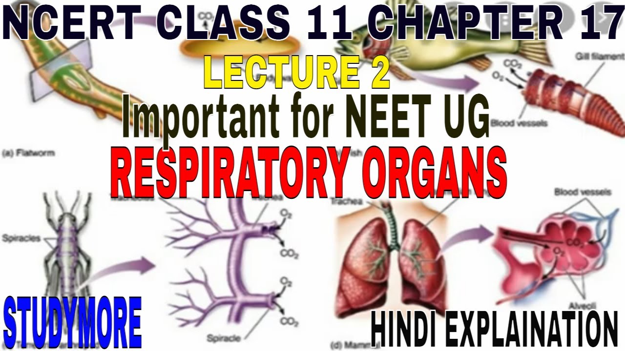 respiratory organs in different organism/animal - YouTube