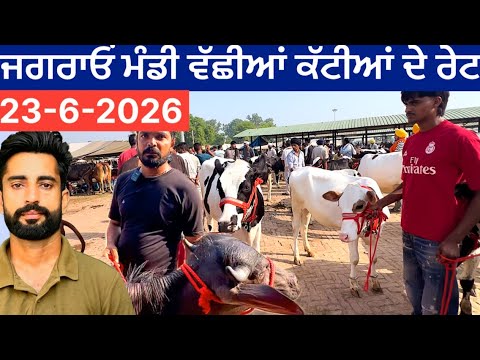 23 June 2026 | Jagraon Pashu Mandi 🐄 | HF, Jersey Te Gir Gavaan Te Bachhriaan | Punjab Dairy Farming
