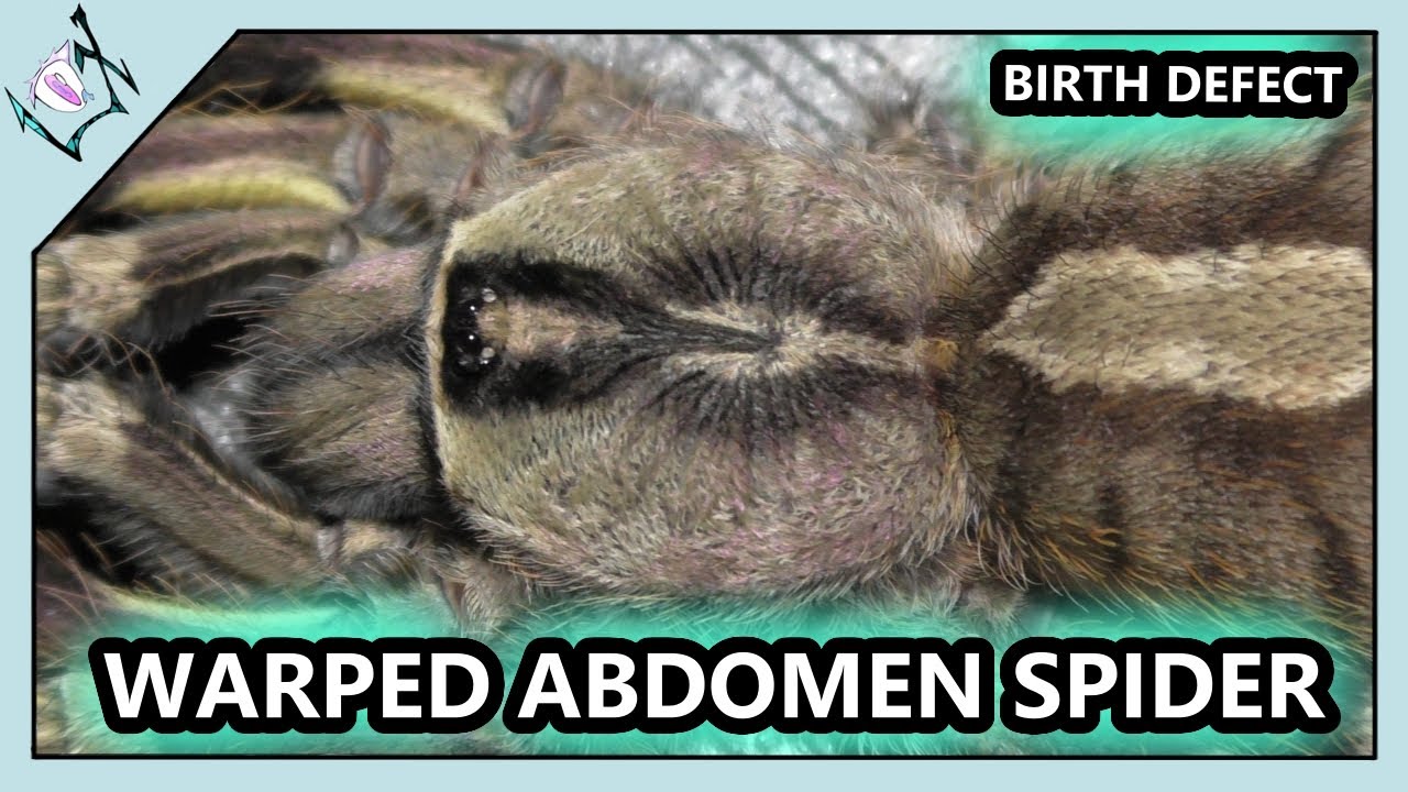 WARPED Tarantula Abdomens【Warped Defect Tarantulas】 - YouTube