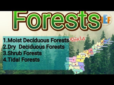 Rich Forest Cover in Andhra Pradesh/Types of Forests/Variety of Flora ...
