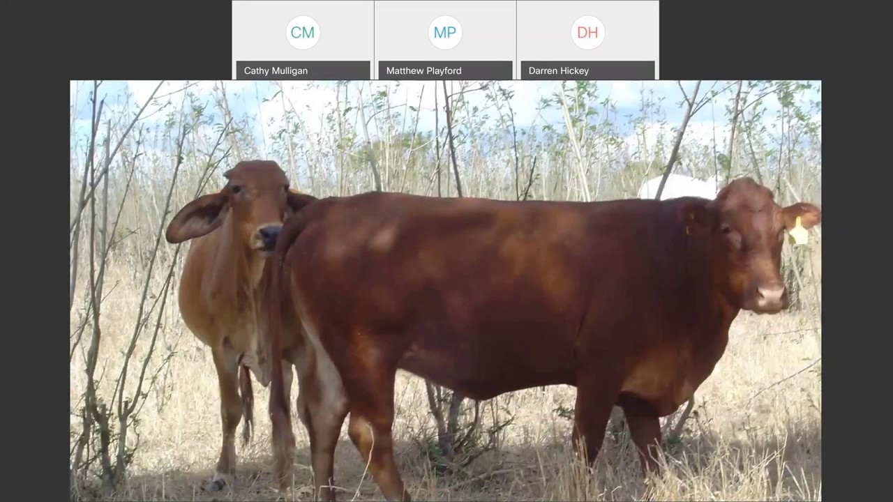 Controlling worms in beef cattle - YouTube