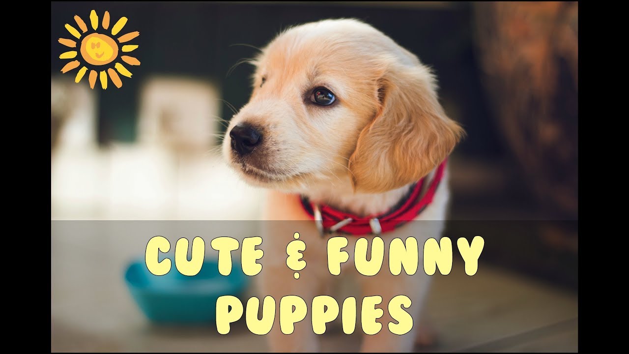 CUTE & FUNNY PUPPIES - YouTube
