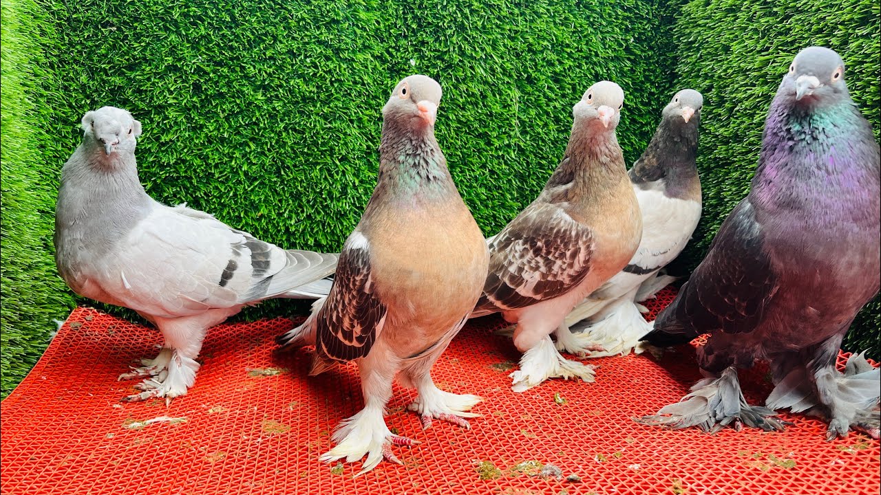 Turkish tumbler pigeon( ডিগবাজি দেওয়া কবুতর কেমন ?) - YouTube