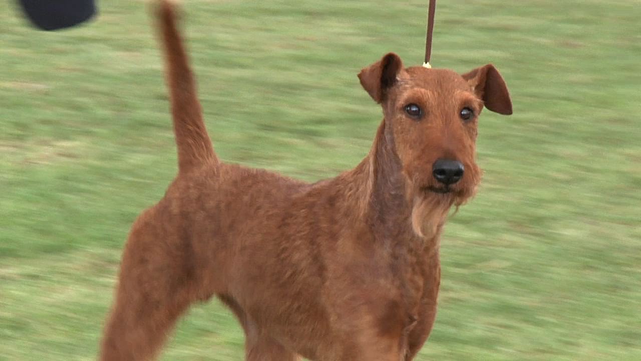 Windsor Championship Dog Show 2013 Terrier group - YouTube