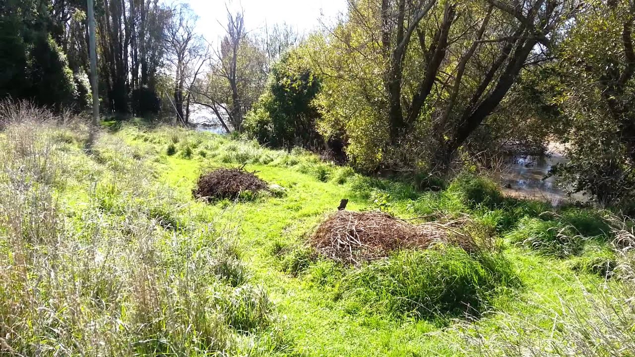 Selwyn River in Flood - YouTube