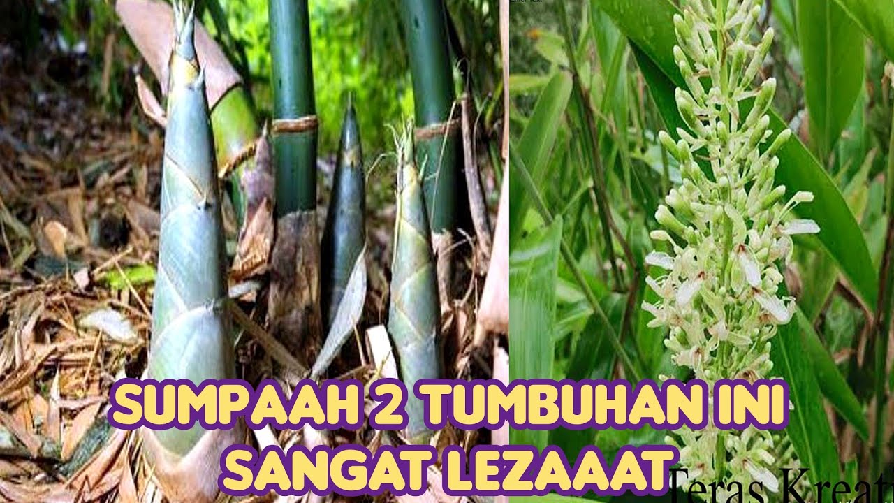 CARA MENGOLAH REBUNG & BUNGA LENGKUAS Di Alam - YouTube