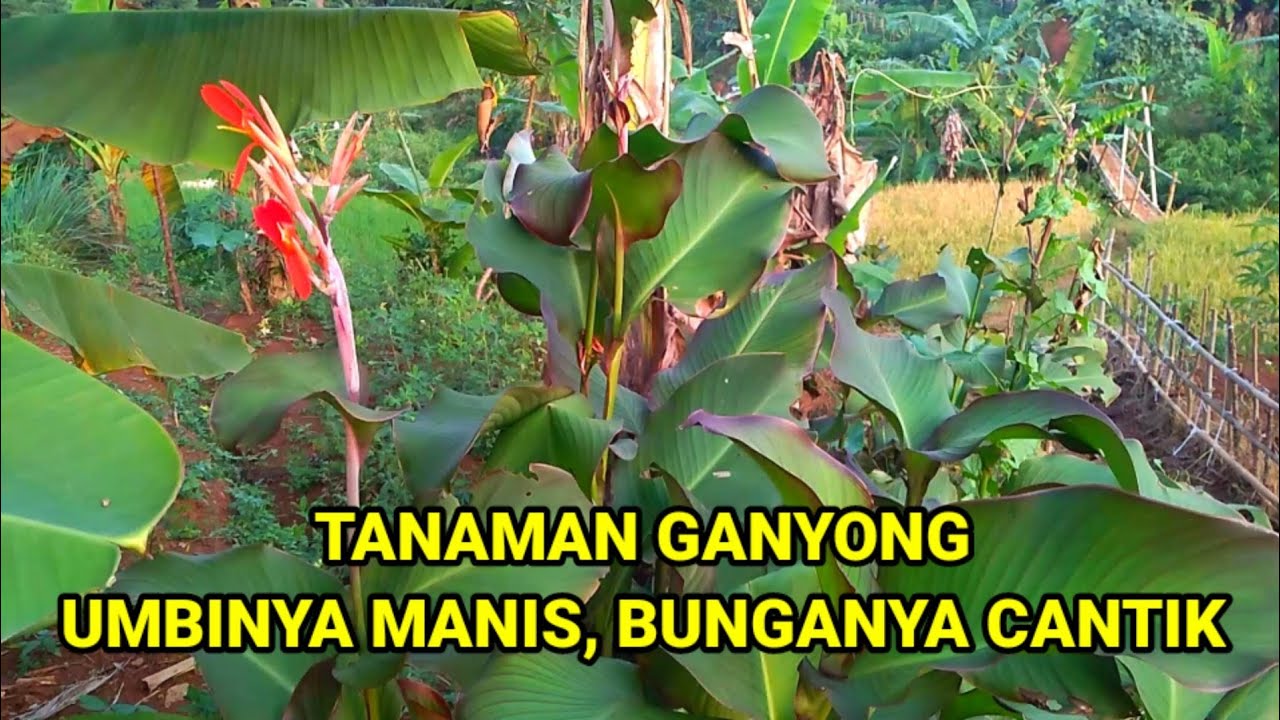 Tanaman Umbi Ganyong, Umbinya Paling Manis Daripada Umbi Lainnya - YouTube