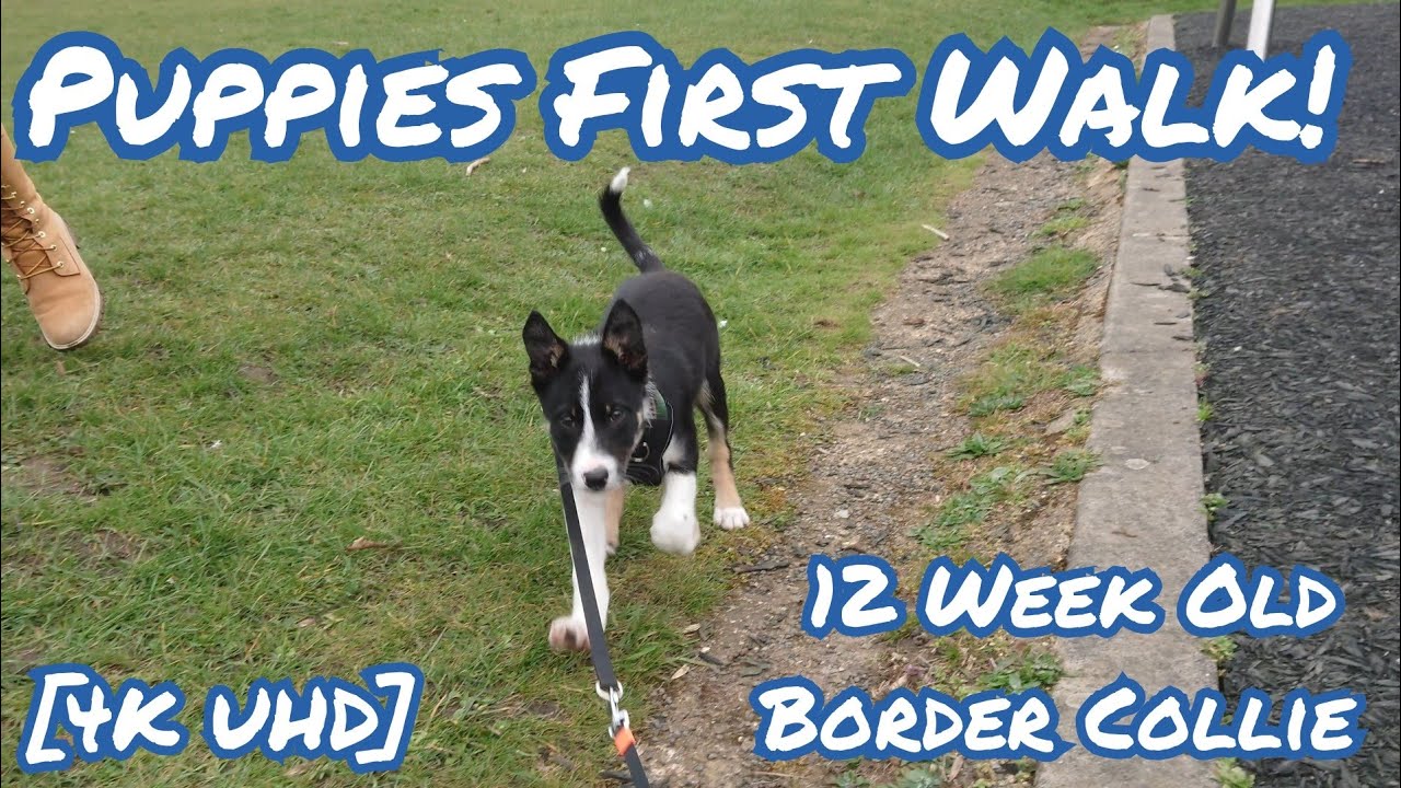 Puppies First Ever Walk | 12 Week Old Border Collie [4K UHD] - YouTube